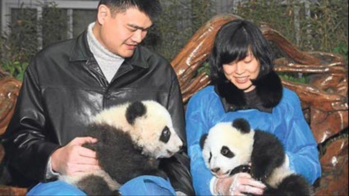 Yao Ming'in panda sevgisi - Fanatik Gazetesi Basketbol Haberleri - Spor