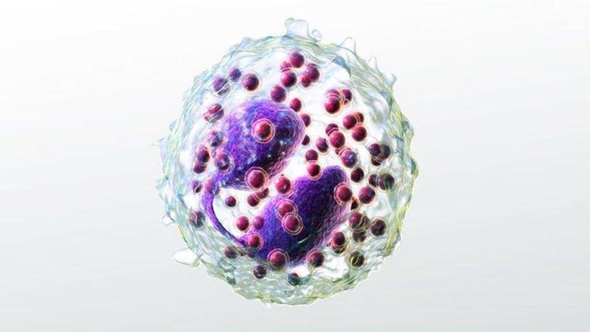 Eozinofil (EO) yüksekliği veya düşüklüğü ne demek? Eozinofil (EO ...